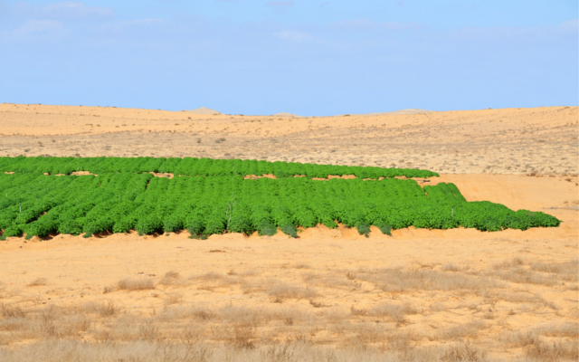 Why the future of agriculture lies in Israel’s desert - European Jewish ...